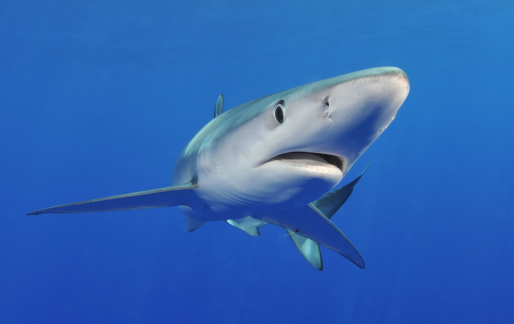 Ein guter Tag für Haie | Haie.de