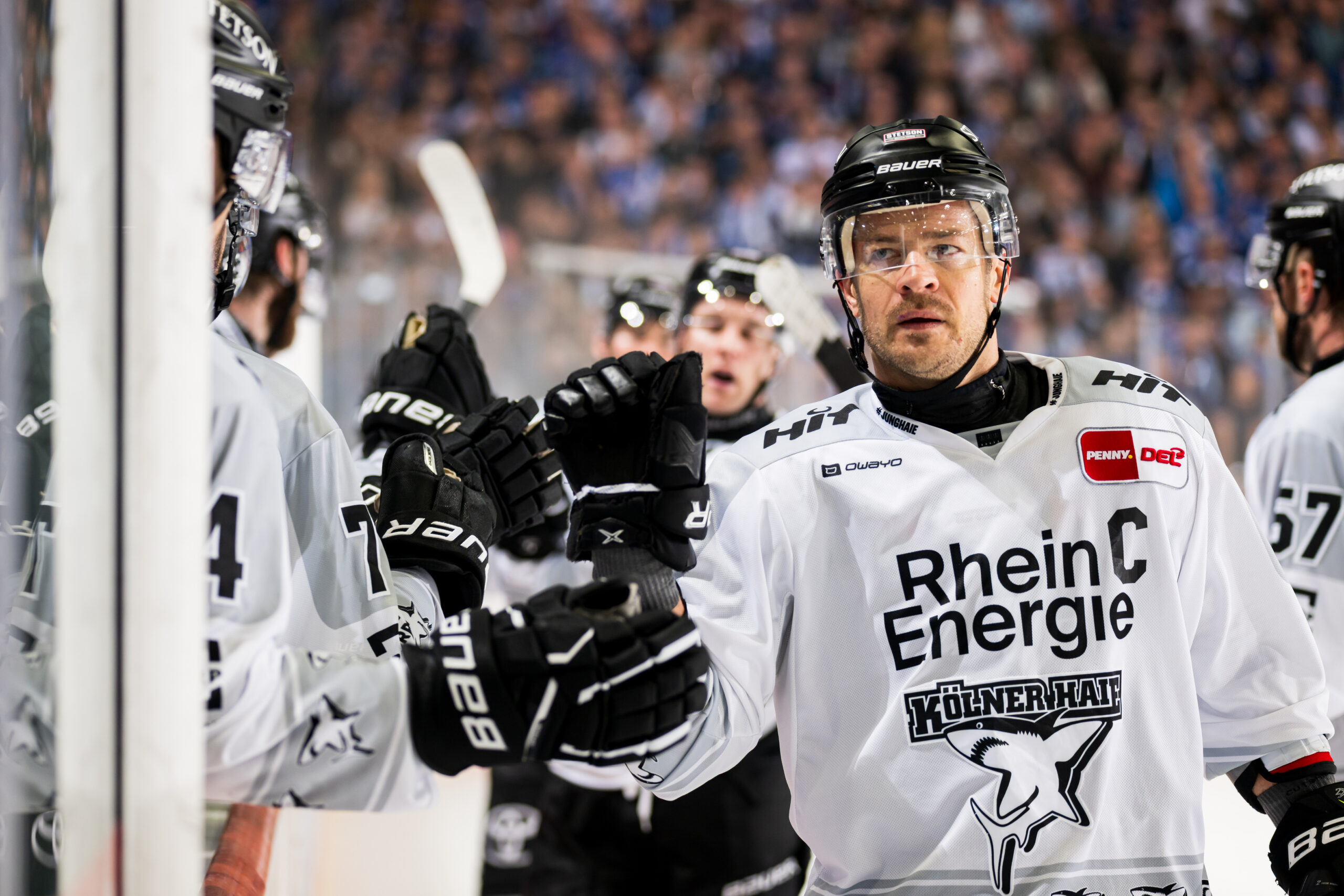 Premiere in Dresden - Haie treffen am Donnerstag erstmals auf die ...